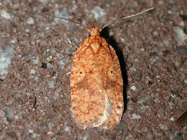 Four-dotted Agonopterix Moth from Jamaica Bay Wildlife Refuge, Queens ...