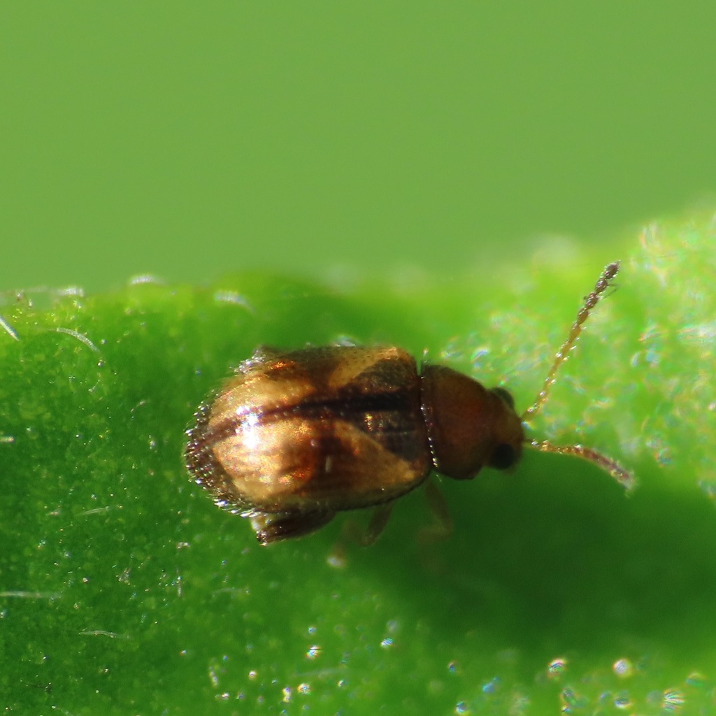 Epitrix from Zihuatanejo de Azueta, Guerrero, Mexico on January 10 ...