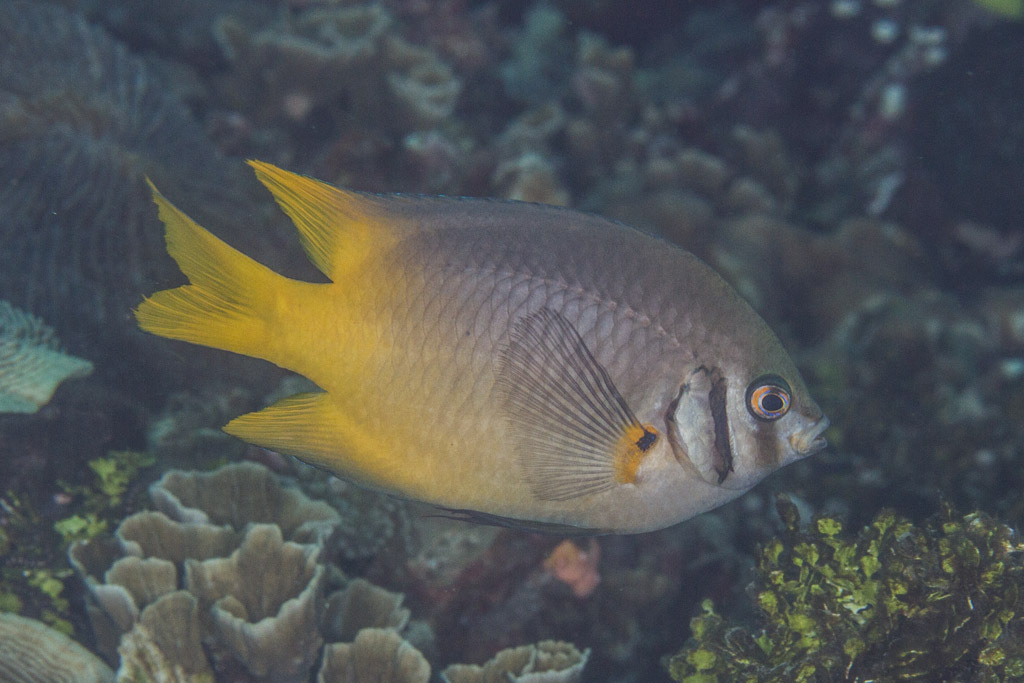 Indo-Pacific Yellowtail Damsel (Fishes of Heron Island) · iNaturalist