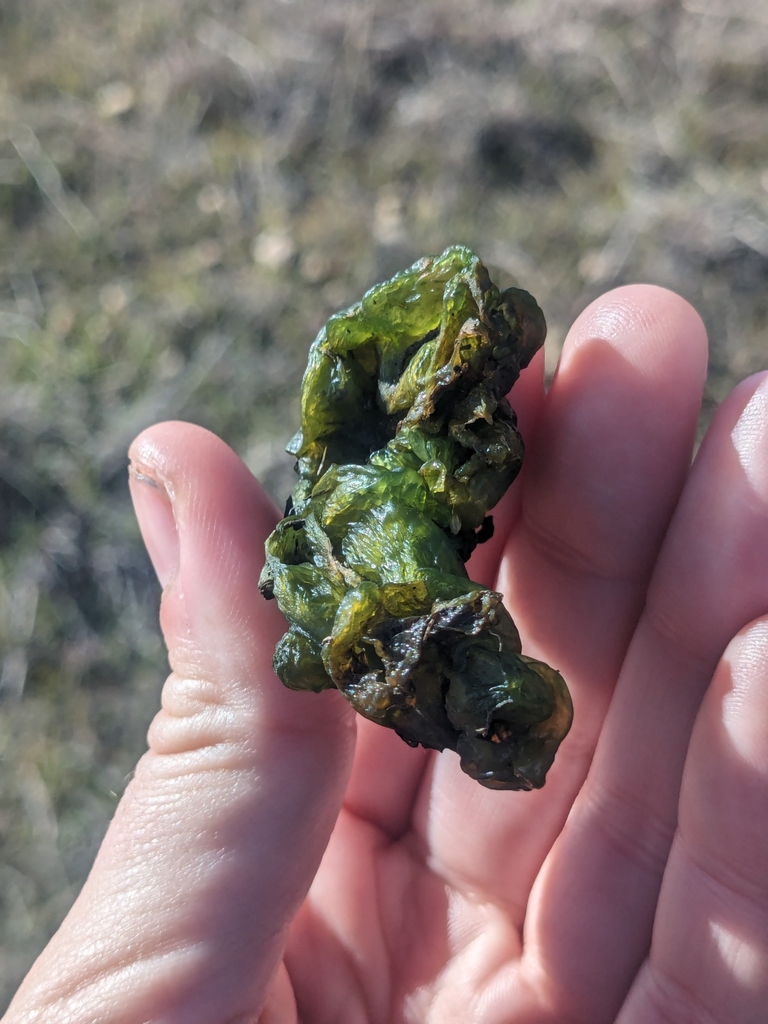Star Jelly from Cedar Creek, TX 78612, USA on January 10, 2024 at 02:41 ...