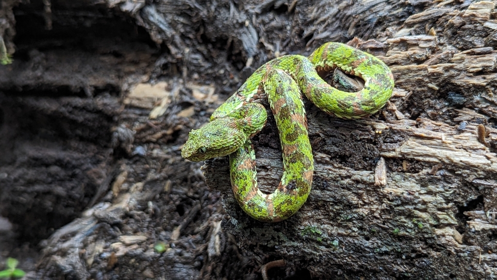 Eyelash Viper from Cube, Ecuador on January 10, 2024 at 04:18 PM by ...