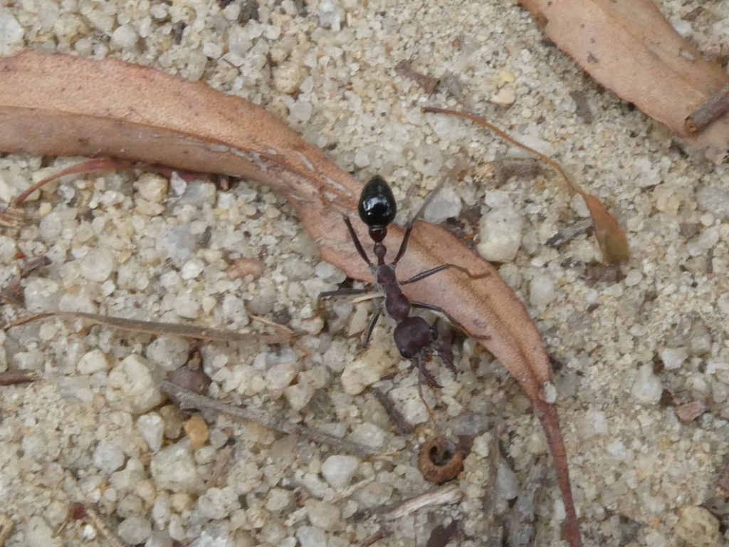 Australian Red Bull Ant from Wonthaggi VIC 3995, Australia on January ...