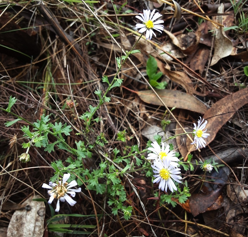 Purple Burr-daisy from Brogans Creek NSW 2848, Australia on January 9 ...