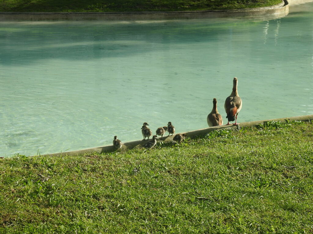 Egyptian Goose from Campo Grande, Lisboa, Portugal on January 10, 2024 ...