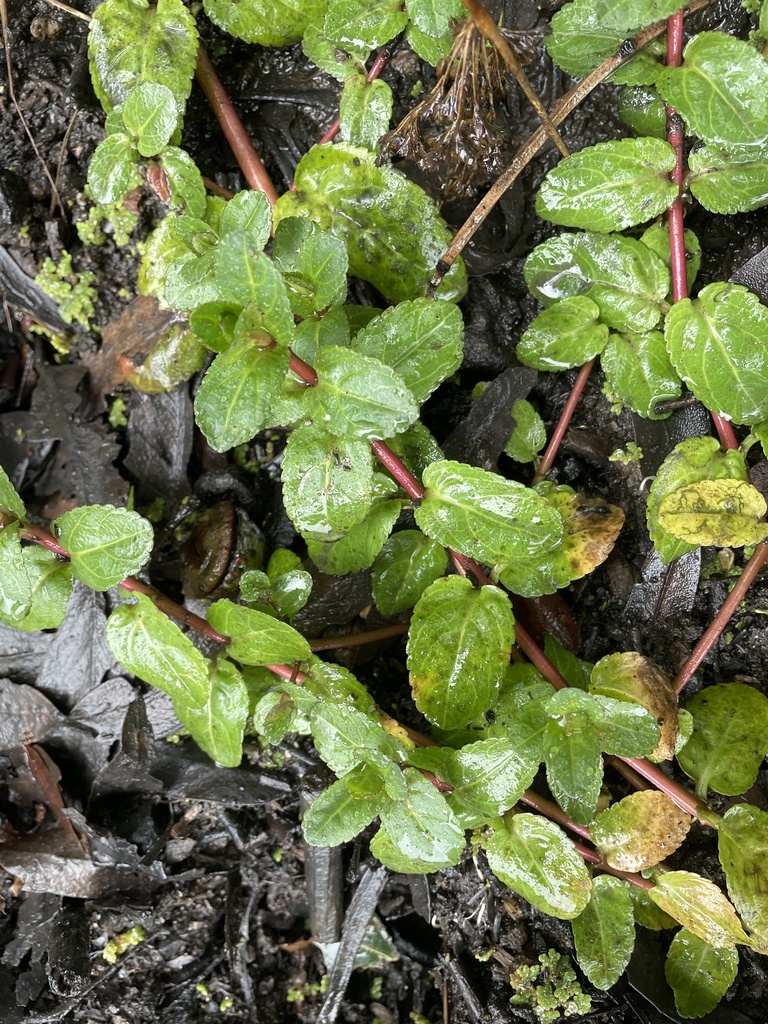 American brooklime from Lake Anza, Orinda, CA, US on January 9, 2024 at ...