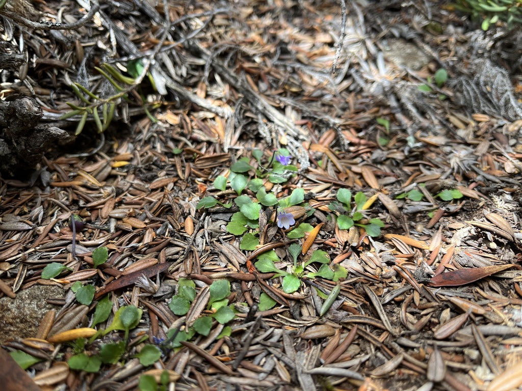 Dwarf Violet in January 2024 by Miguel de Salas. Flowers very pale ...