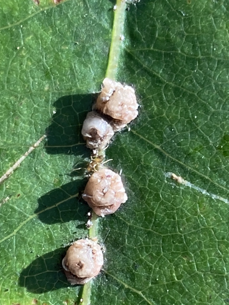 Pink wax scale from Coomba Park, NSW, AU on January 11, 2024 at 07:51 ...