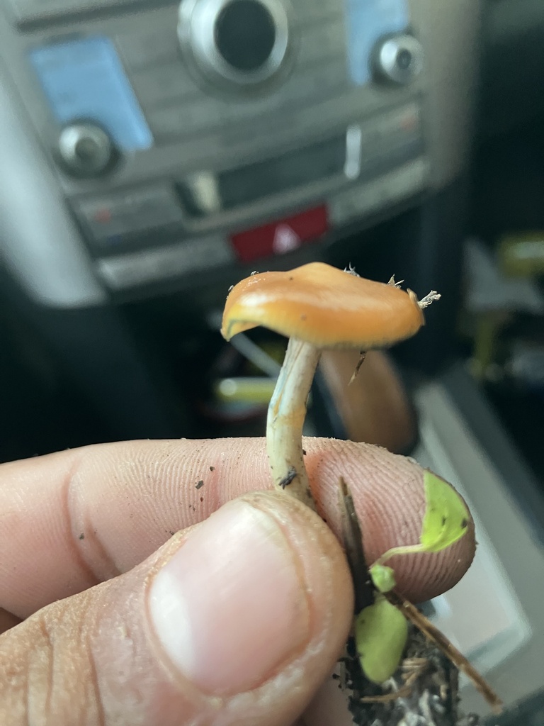 Wavy Cap in January 2024 by Bennett Pereira · iNaturalist