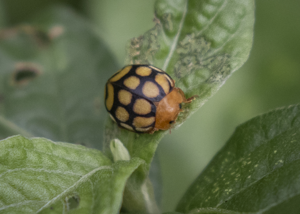 Potato Lady Beetle from Nylsvley Nature Reserve, Limpopo, South Africa ...