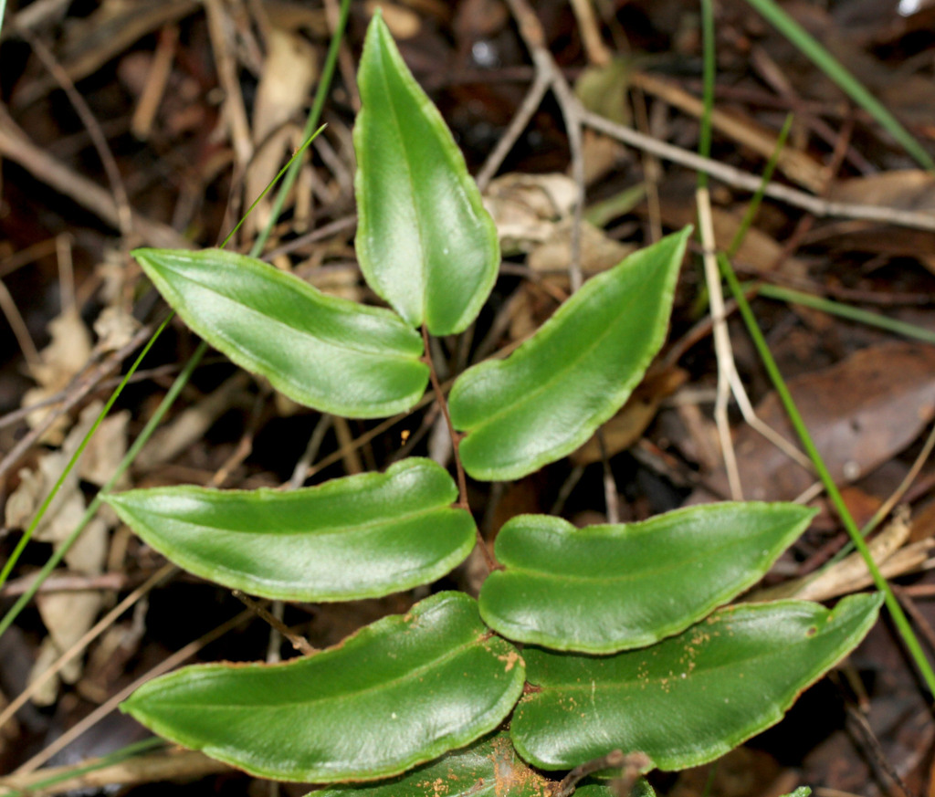 stony rise sickle-fern from Northbrook Gorge, Dundas QLD 4306 ...