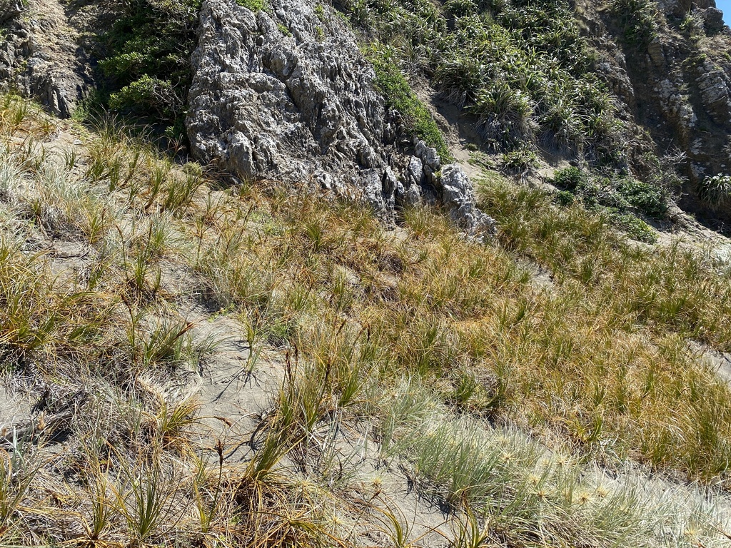 Pingao from Oruaiti Reserve, Wellington, Wellington, NZ on January 11 ...
