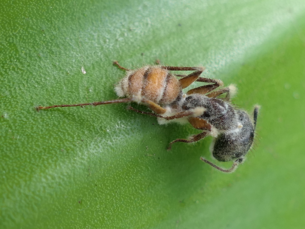 Camponotus atriceps from Zona rural de Paudalho - Pernambuco on ...