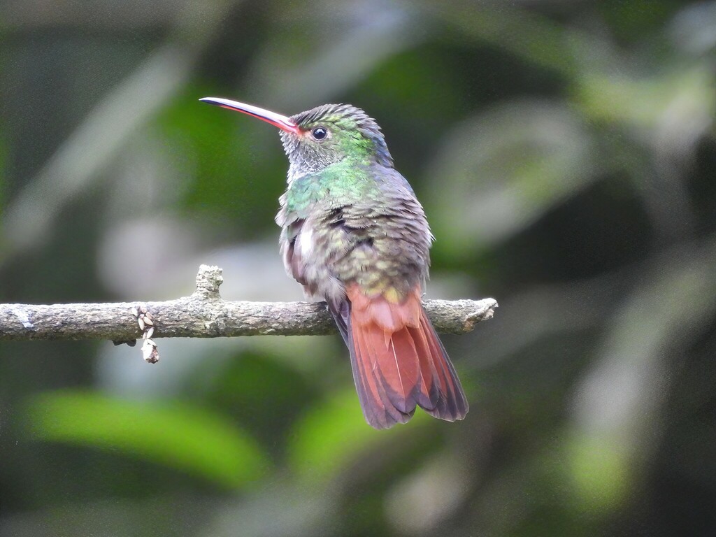 Rufous-tailed Hummingbird from San Carlos, Provincia de Panamá Oeste ...