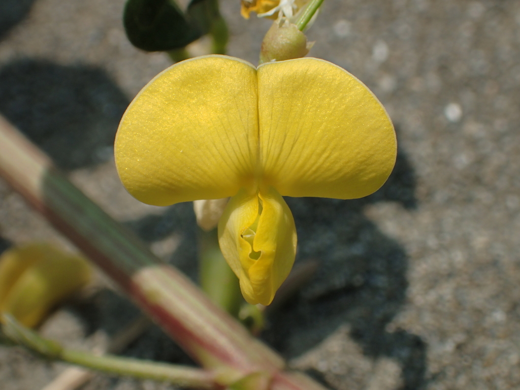 beach pea (Vigna marina) - Botanical Realm