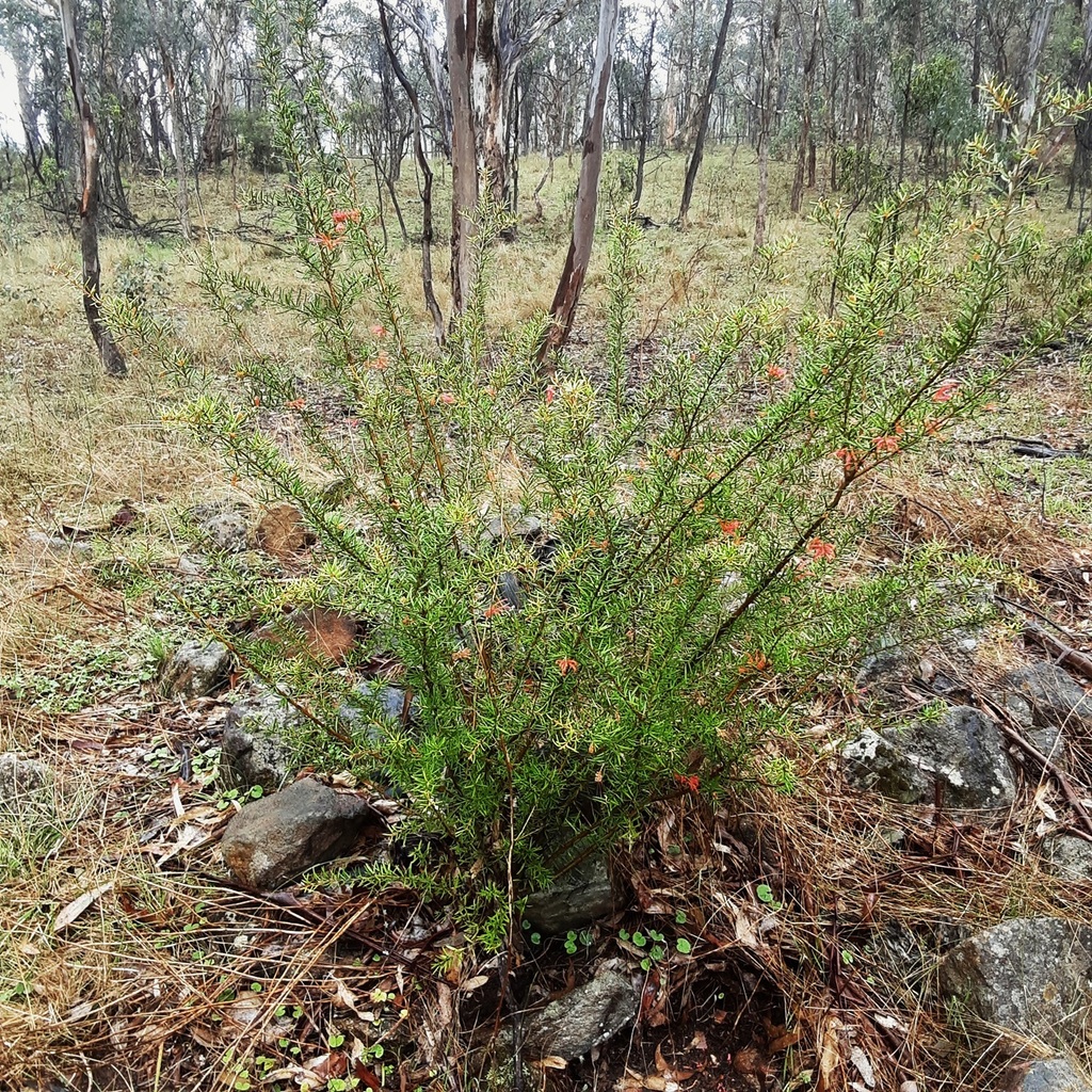 juniper-leaf grevillea in January 2024 by Chris Jonkers. Erect shrub 1 ...