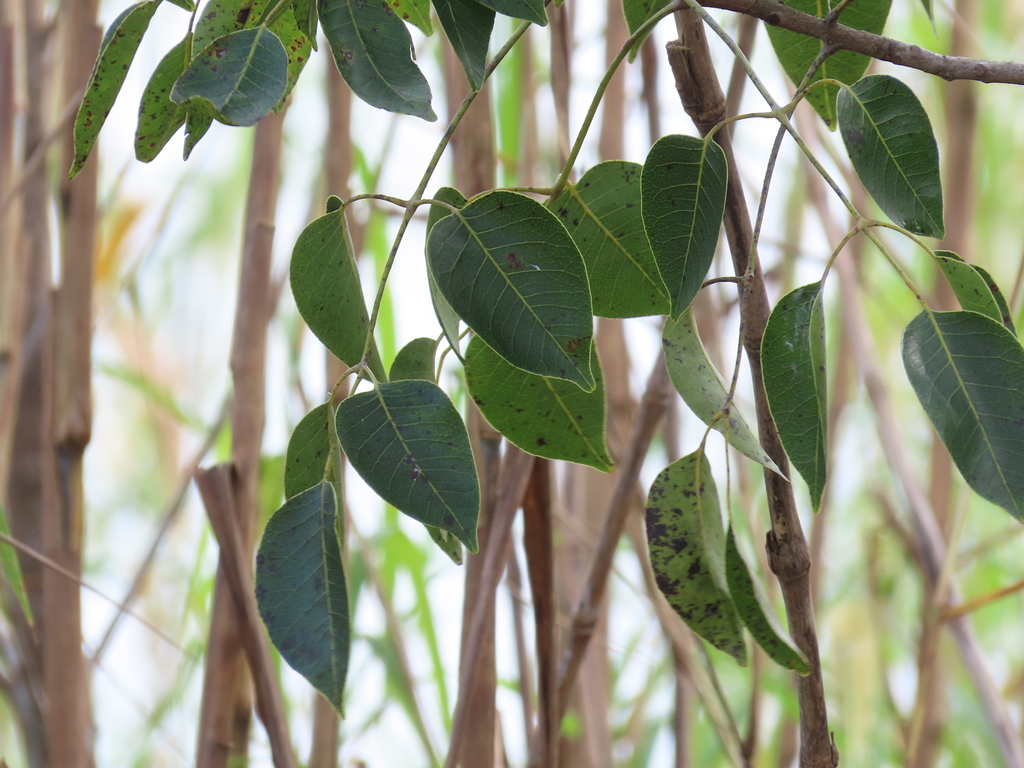 Poisonwood from Everglades National Park on January 10, 2023 at 11:22 ...