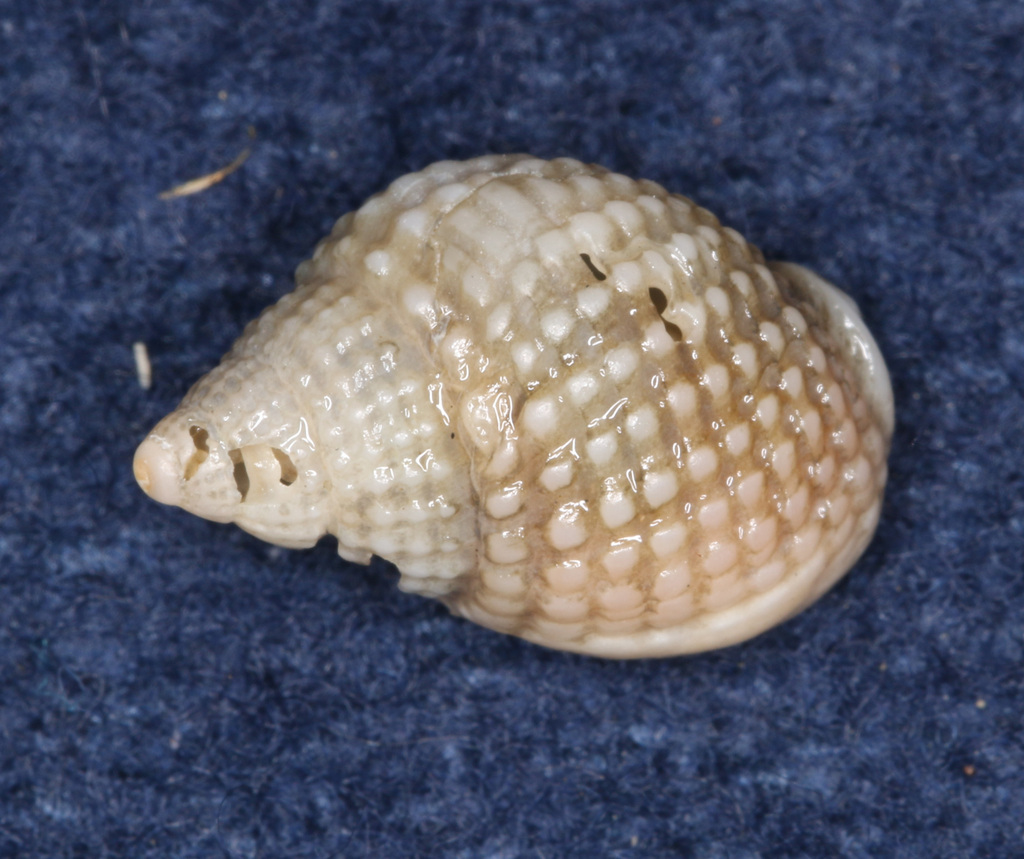 Nassarius conoidalis from Rose Bay, Bowen, Whitsunday, QLD, Australia ...