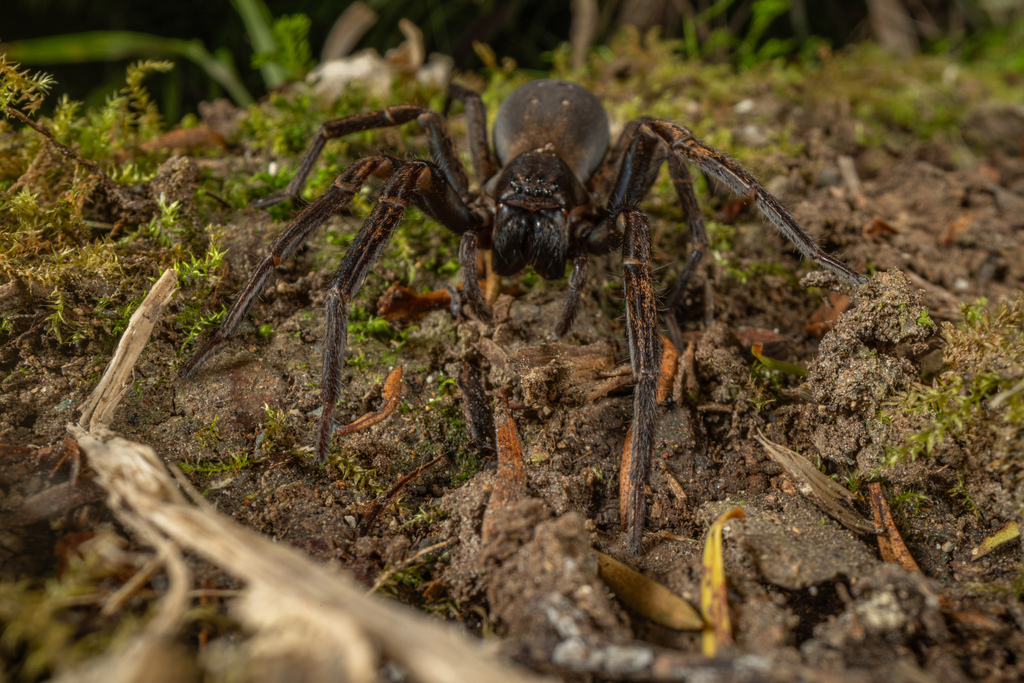 Vagrant Spiders from Nihotupu, Auckland 0604, New Zealand on January 10 ...