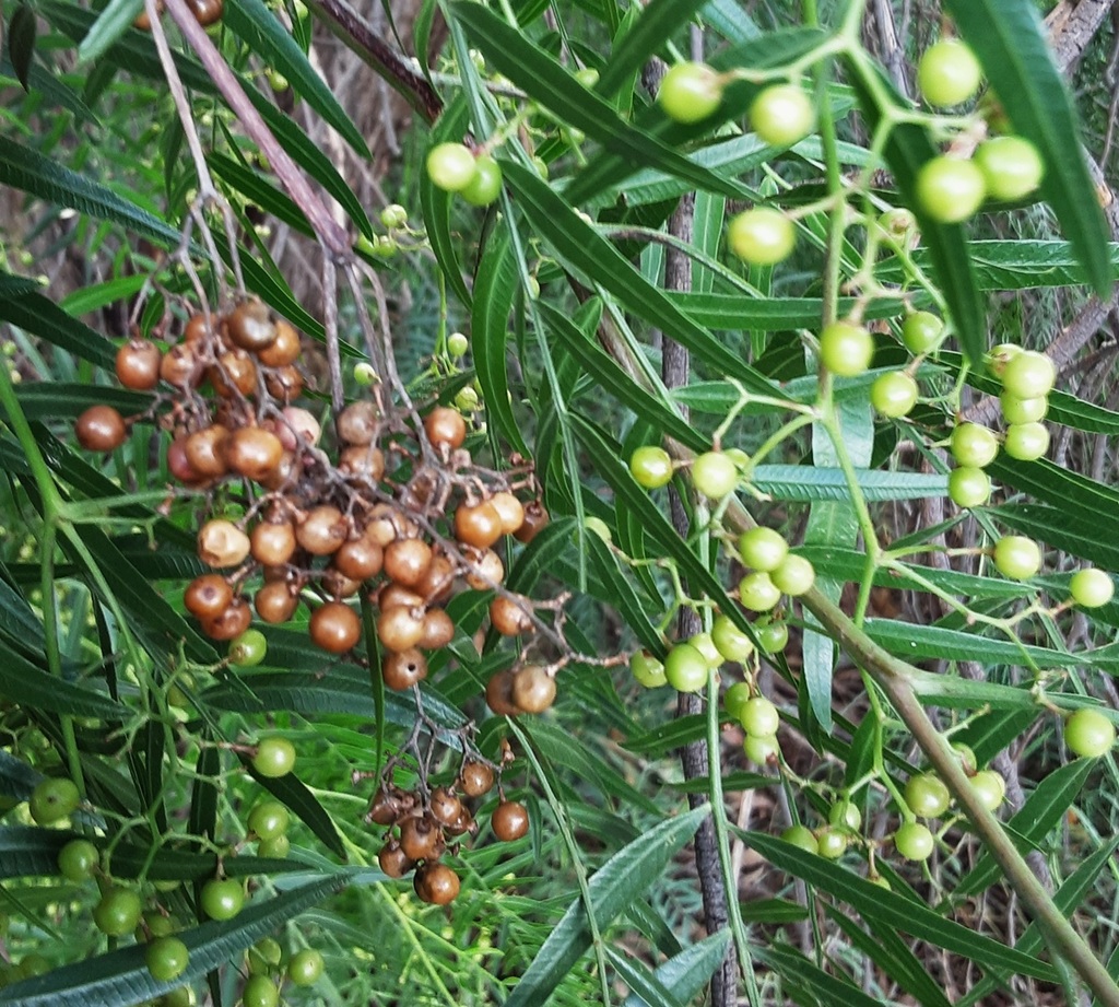 Peruvian Pepper Tree from Mount Marsden NSW 2849, Australia on January ...