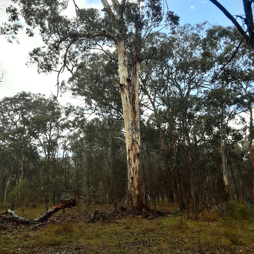 Grey Gum from Mount Marsden NSW 2849, Australia on January 9, 2024 at ...