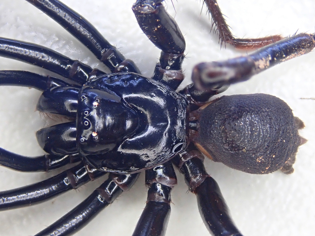 Actinopus in January 2022 by Tsssss · iNaturalist