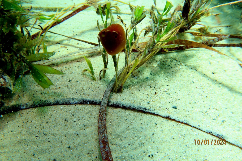 Sponges from Second Valley jetty on January 10, 2024 at 01:06 PM by ...