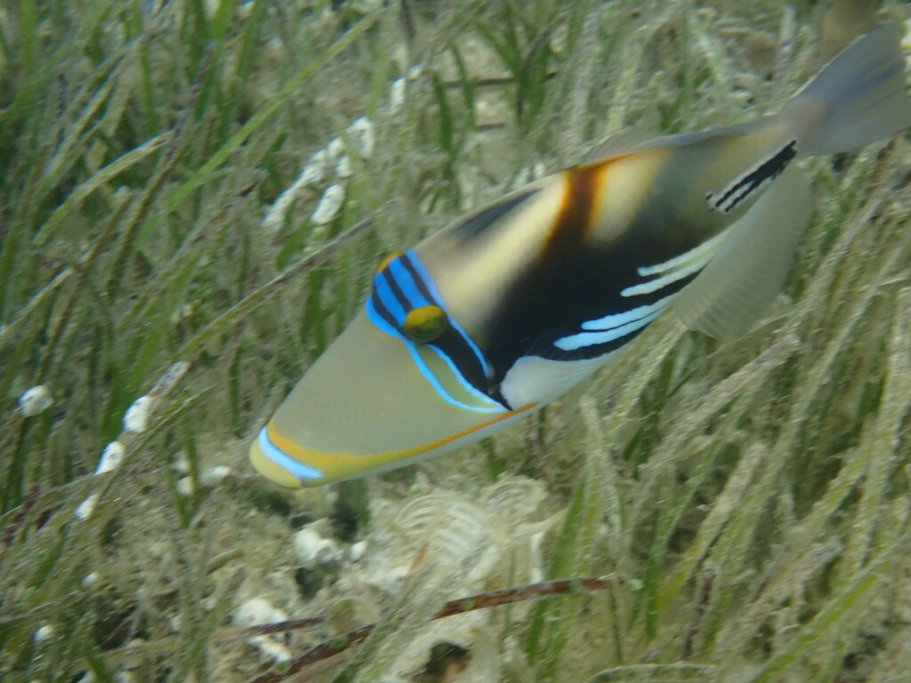 Lagoon Triggerfish from Nadroga/Navosa, FJ-W, FJ on January 1, 2024 at ...