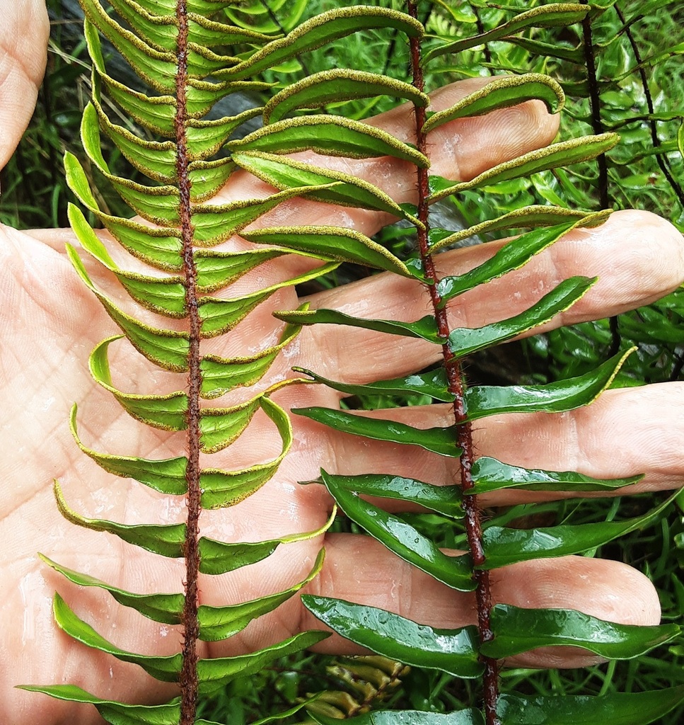 Sickle Fern from Mount Marsden NSW 2849, Australia on January 9, 2024 ...