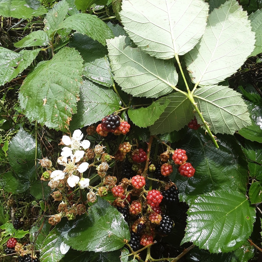 brambles from Mount Marsden NSW 2849, Australia on January 9, 2024 at ...