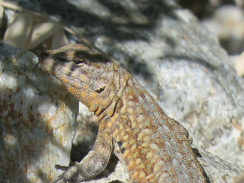 Western Side-blotched Lizard from San Diego County, CA, USA on January ...
