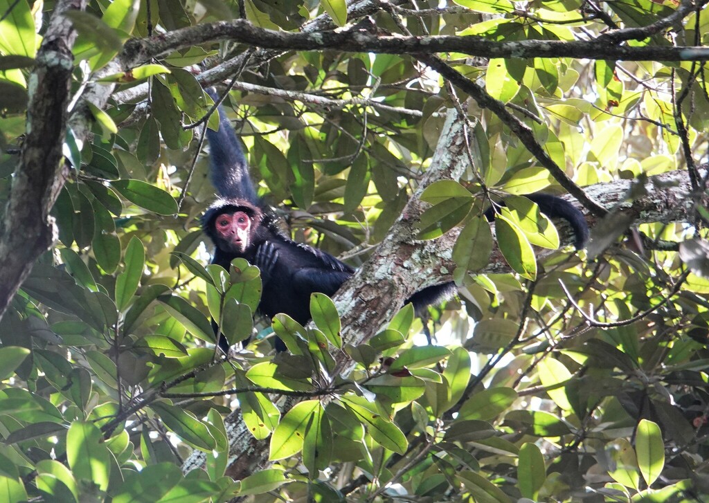 Guiana Spider Monkey in January 2022 by Paul Prior · iNaturalist