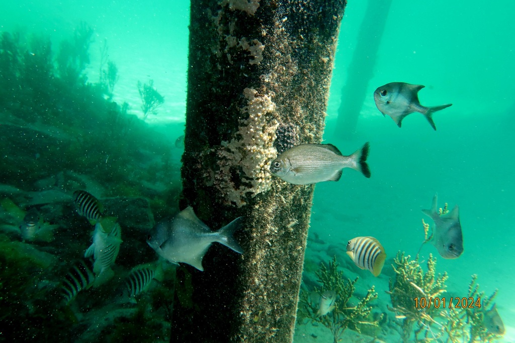 Silver Drummer from Second Valley jetty on January 10, 2024 at 01:11 PM ...