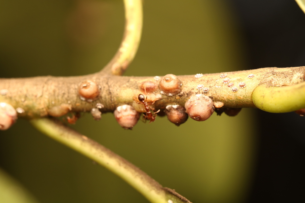 Red Imported Fire Ant from Sanibel, FL, USA on January 3, 2024 at 12:04 ...