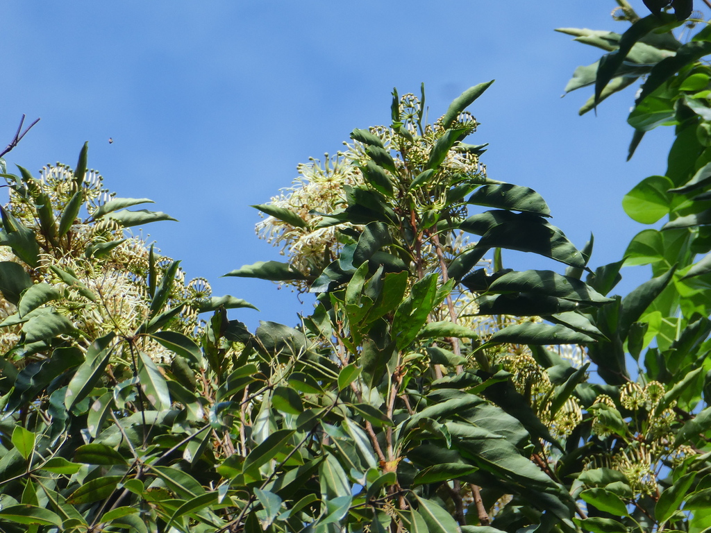 (Stenocarpus cryptocarpus) - Botanical Realm