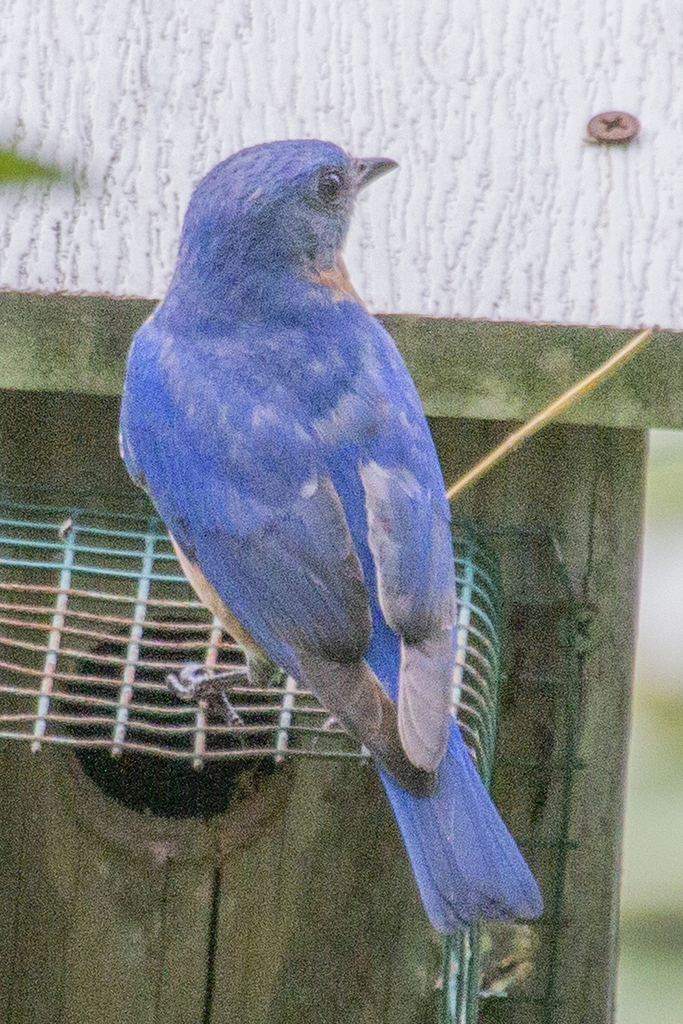 Eastern Bluebird from McLean, VA 22101, USA on January 3, 2024 at 08:23 ...