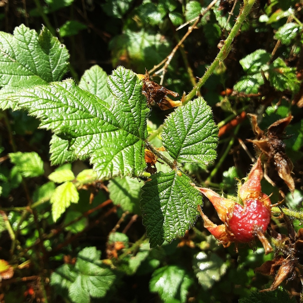 small-leaf bramble from Mount Marsden NSW 2849, Australia on January 9 ...