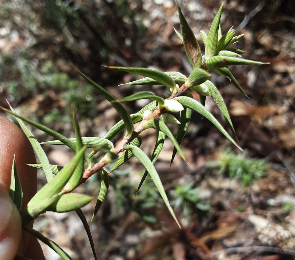 urn heath from Mount Marsden NSW 2849, Australia on January 9, 2024 at ...