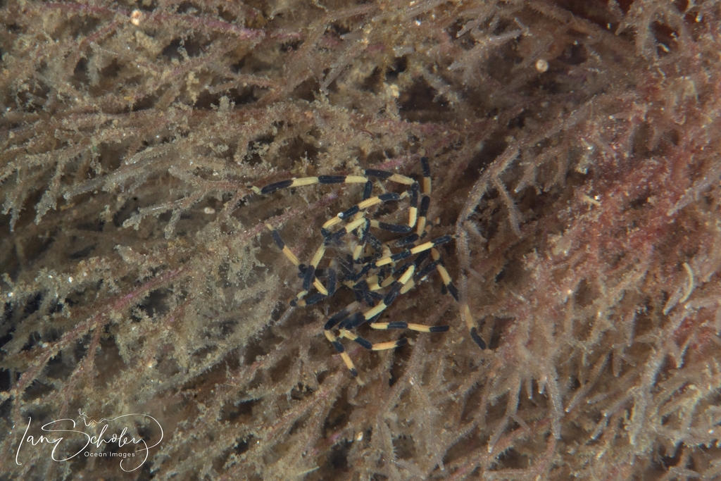 Callipallenidae from Crib Point VIC 3919, Australia on January 8, 2024 ...