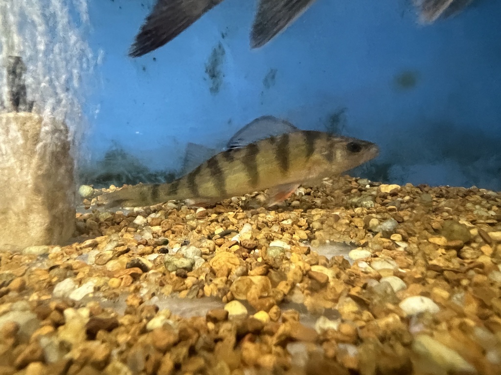 Yellow Perch from Bay Minette, AL, US on May 5, 2023 at 06:22 PM by ...
