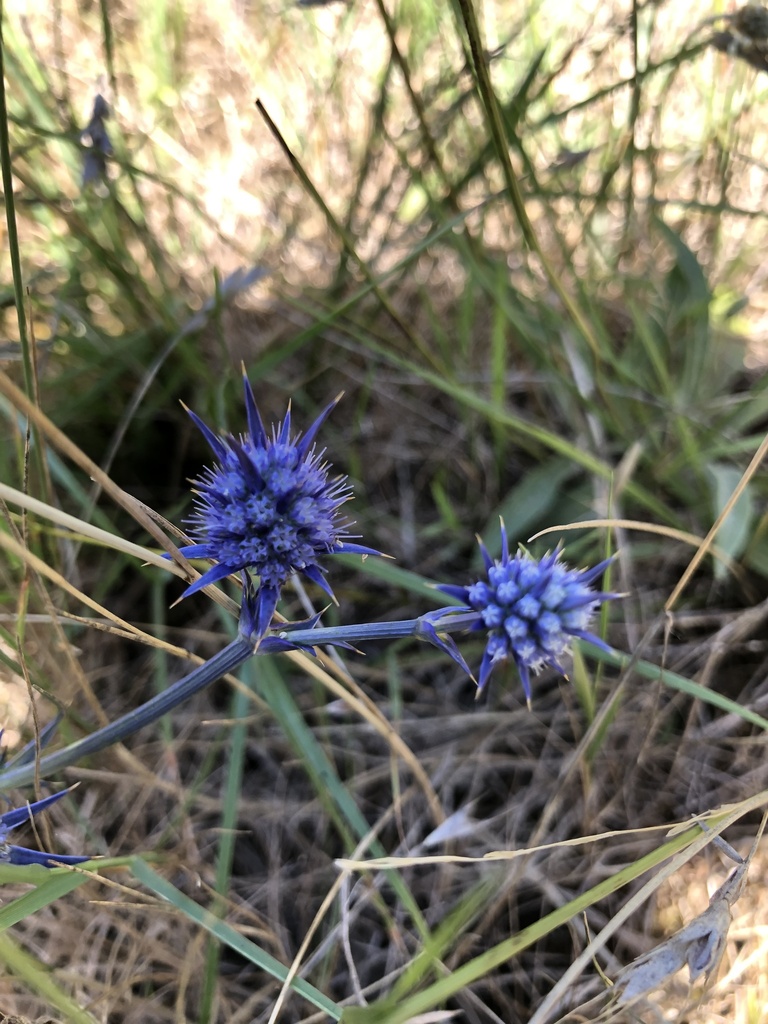 blue devil from North Ward, Wollert, VIC, AU on January 11, 2024 at 12: ...