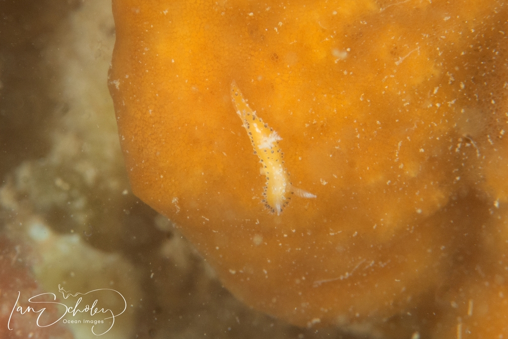 Crimora multidigitalis from Rosebud VIC 3939, Australia on January 9 ...