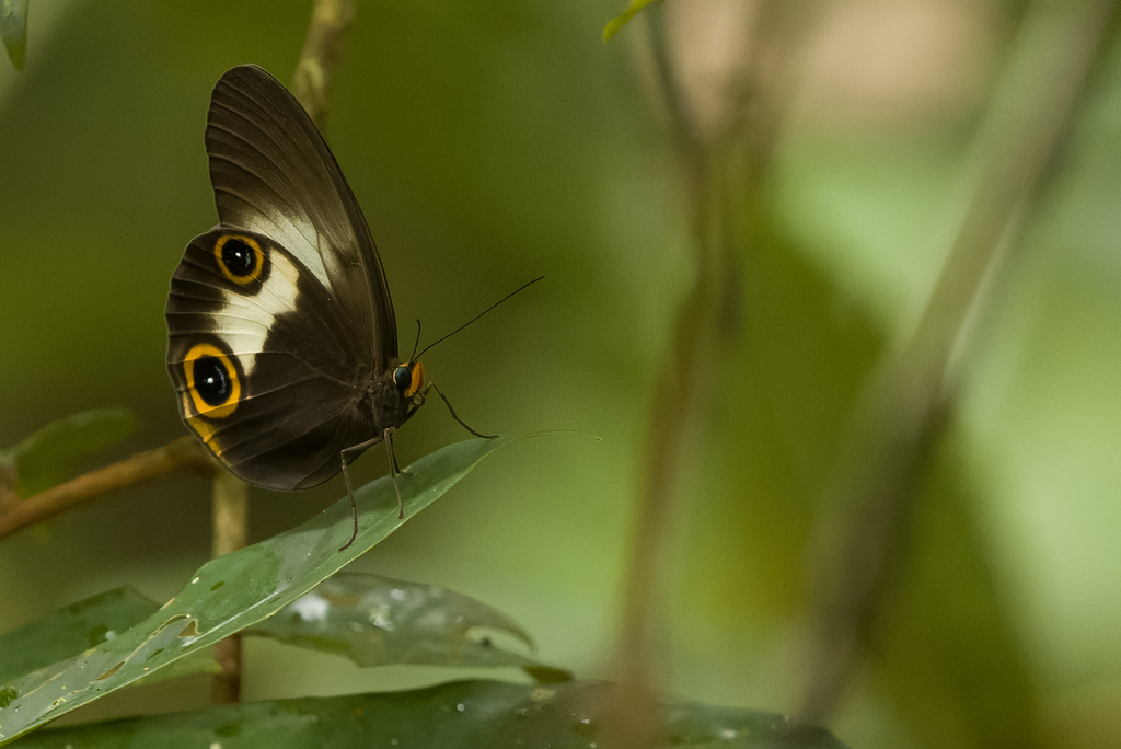 Taenaris scylla from Biak Numfor Regency, Papua, Indonesia on September ...