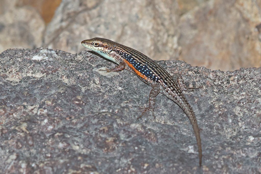 Lined Rainbow-skink from Emerald Creek Falls, Mareeba QLD 4880 ...