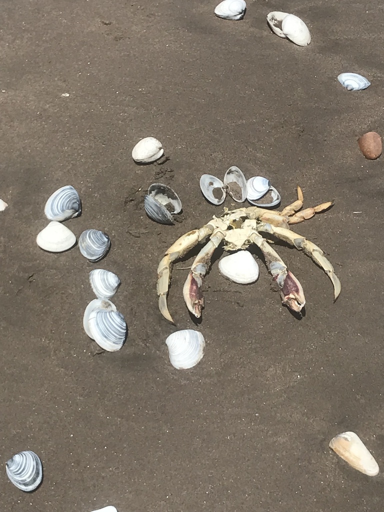 Rowing Crab from Playa Grande de La Serena, Coquimbo, Región de ...