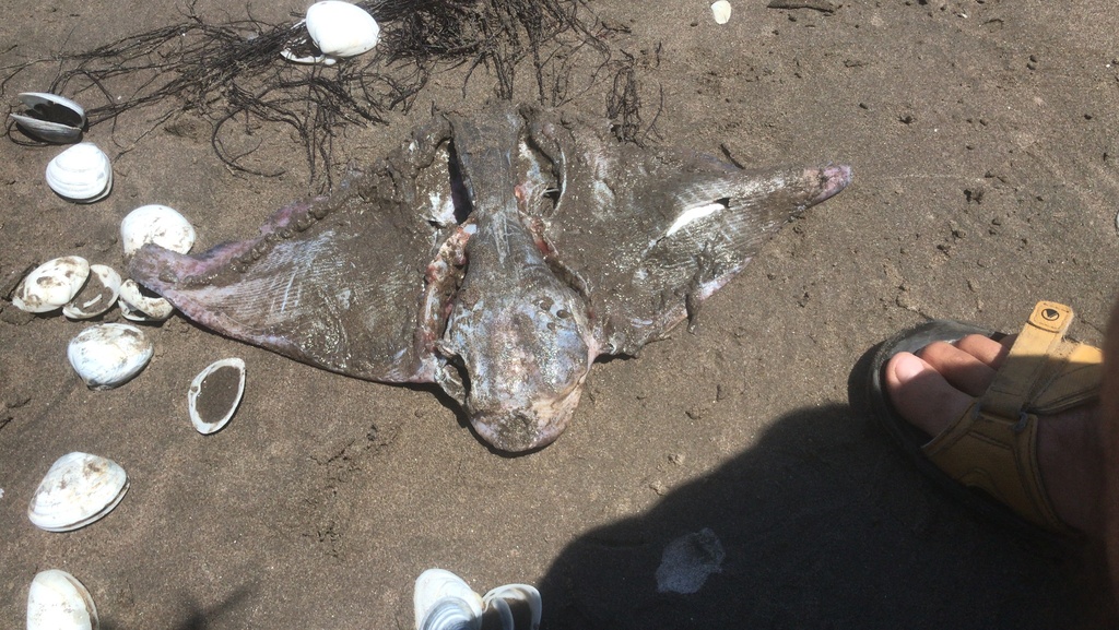 Peruvian Eagle Ray in January 2024 by Diego Almendras G.. Female ...