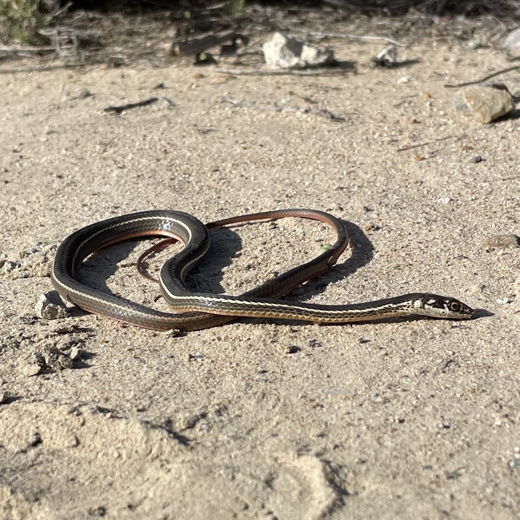 Striped Racer from Scripps Coastal Reserve, San Diego, CA, US on ...