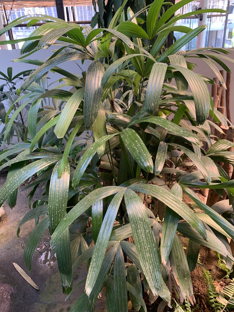 Little Lady Palm from Pulau Bali, Kabupaten Badung, Bali, ID on January ...