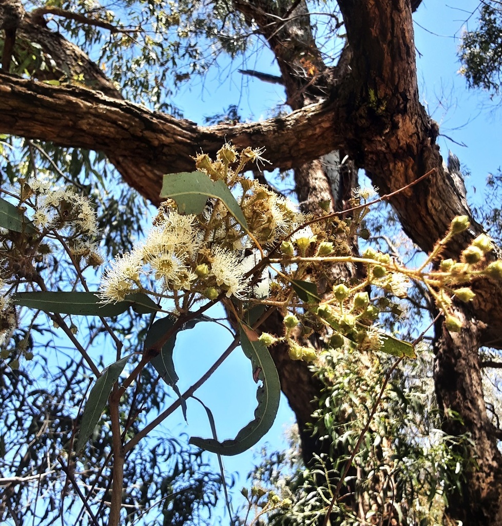 Rough-barked Apple from Mount Marsden NSW 2849, Australia on January 9 ...