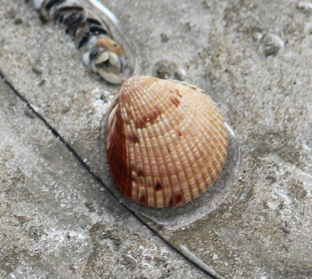 Giant Atlantic Cockle from Kleberg County, TX, USA on January 10, 2024 ...