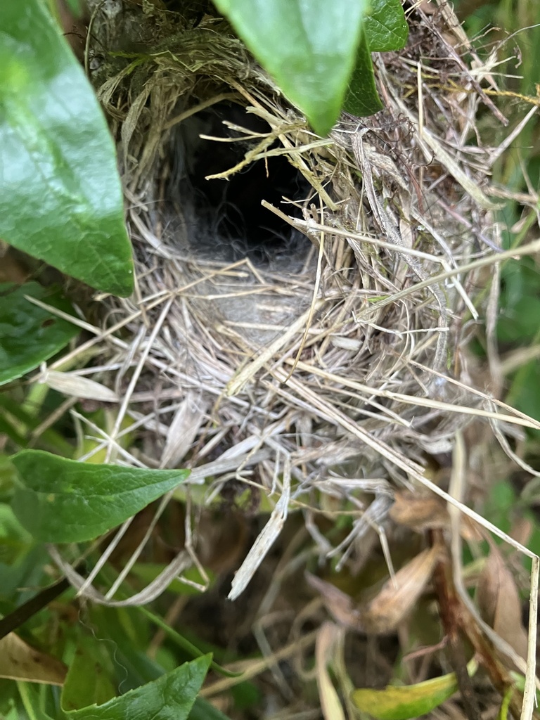 Superb Fairywren from West Ward, Kyneton South, VIC, AU on November 20 ...